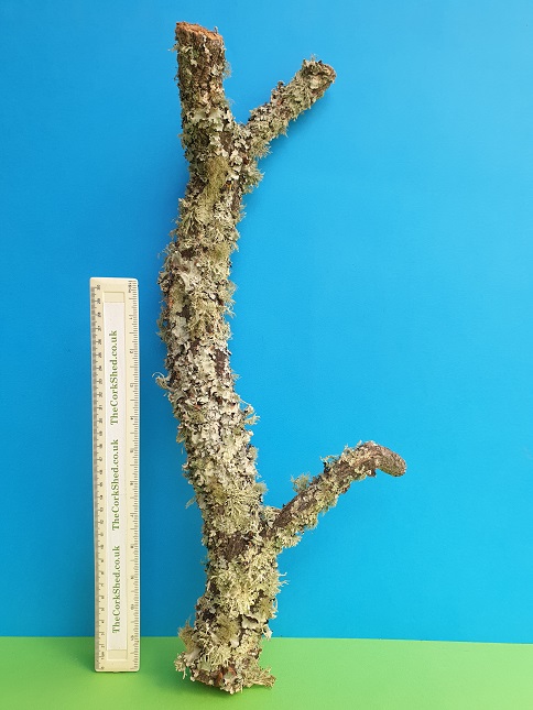 Solid cork oak branches are ideal for decoration, climbing and hanging